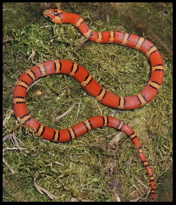 The Cricket Fiddle Instrument Co.- Mankato Minnesota