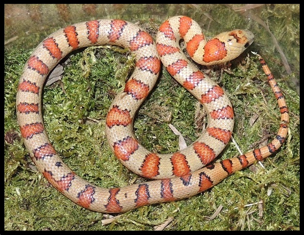 The Cricket Fiddle Instrument Co.- Mankato Minnesota